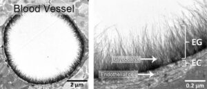 What is Glycocalyx? | NuLife Sciences